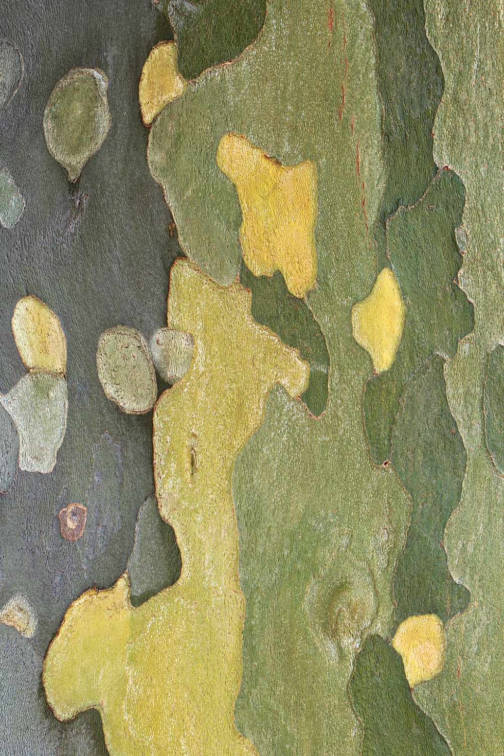 Cedric Pollet | Photographe Botaniste